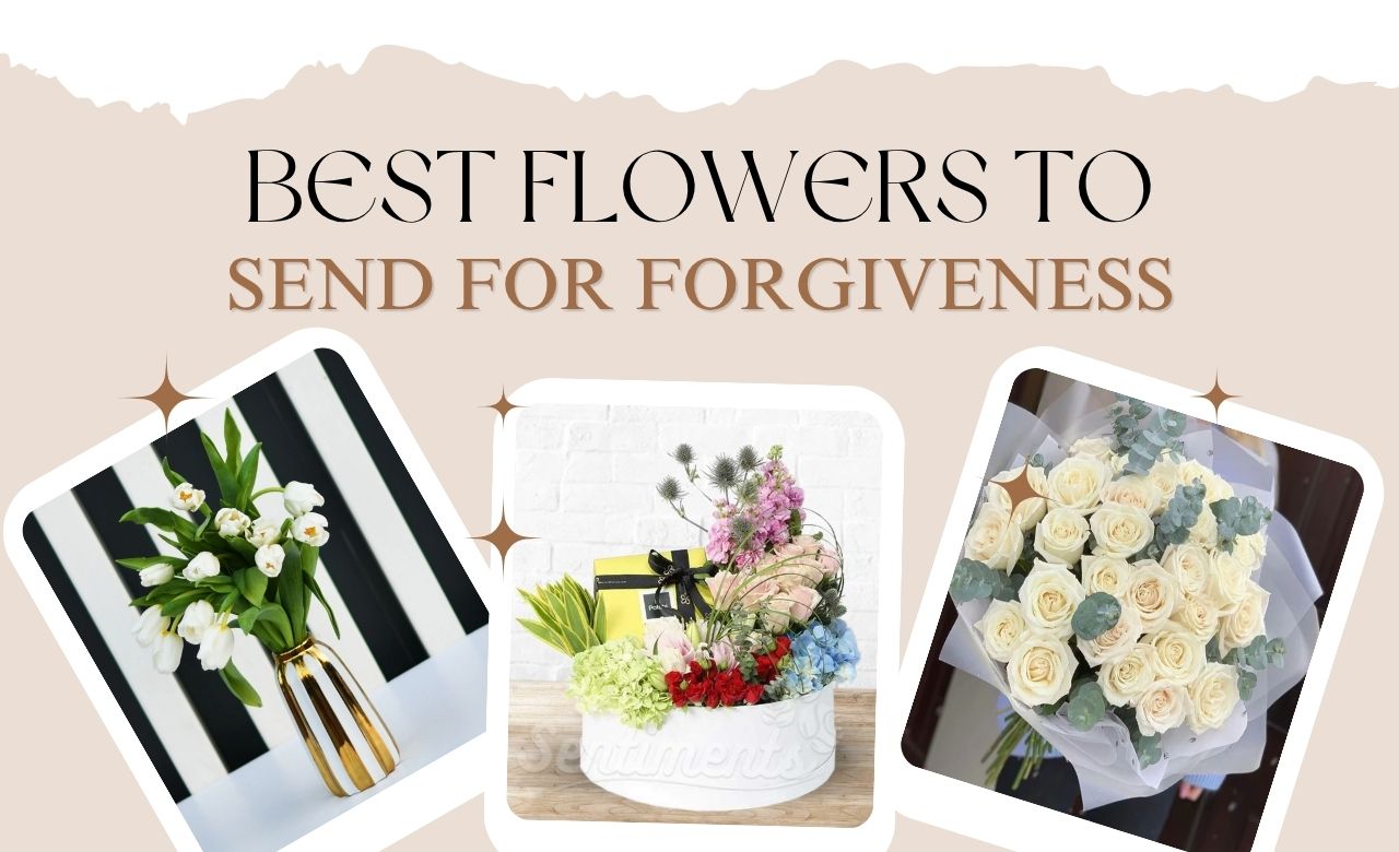 7 Best Flowers to Send for Forgiveness in Dubai, UAE – Sentiments.ae